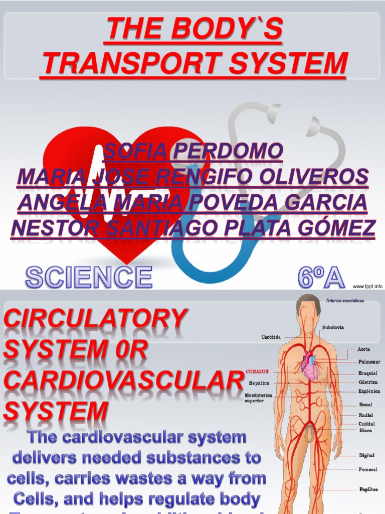 The Body'S Transport System | PDF | Poetry