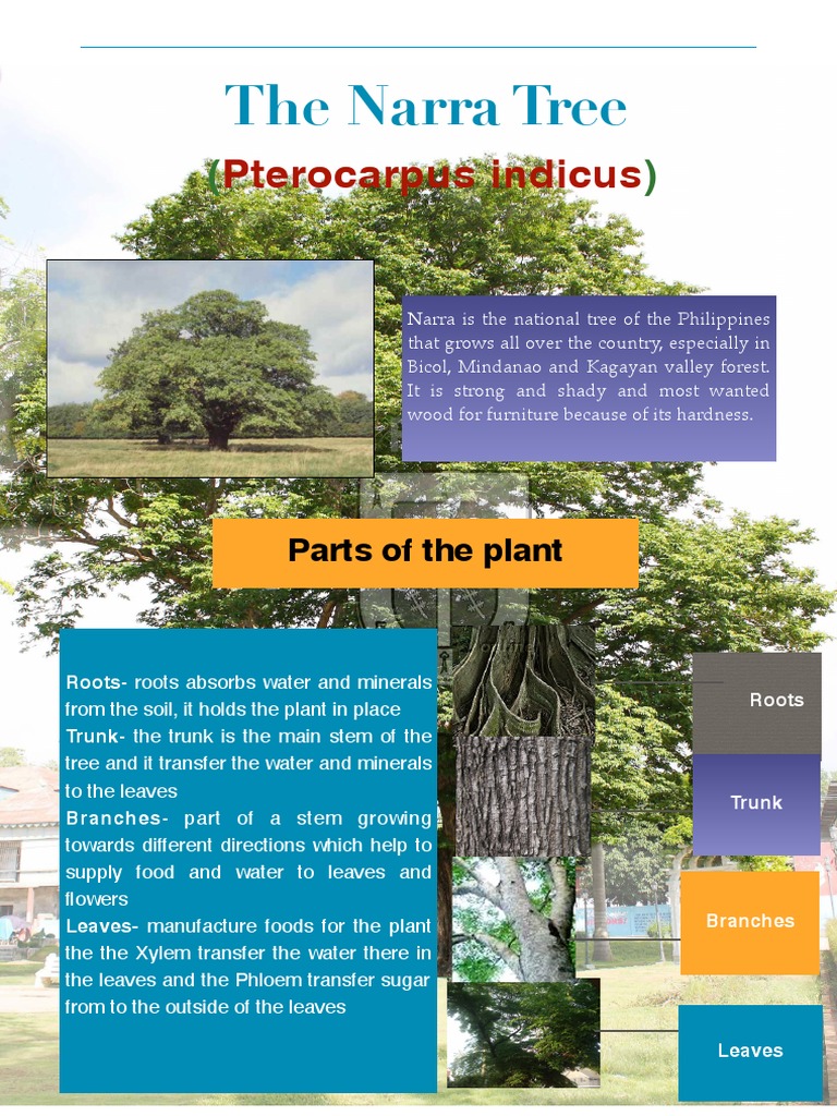 The Narra Tree | PDF