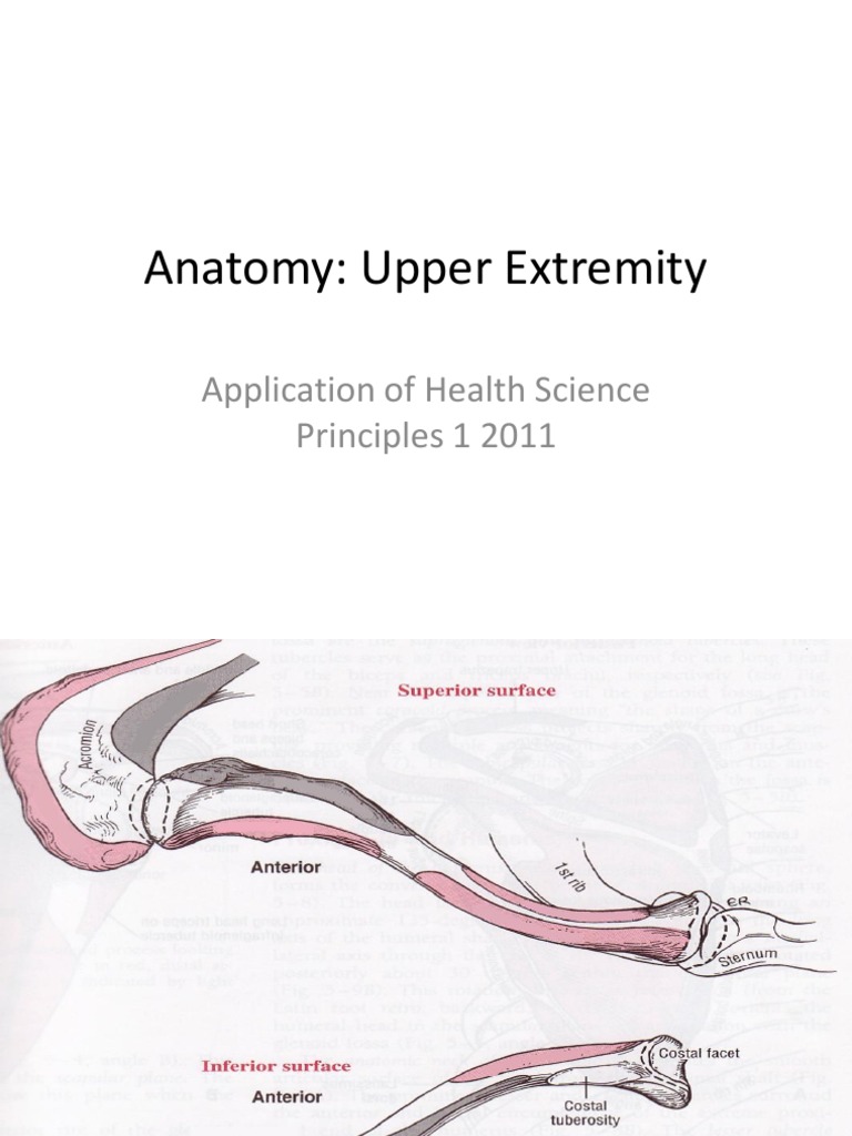 Anatomy of the Shoulder Girdle and Scapulohumeral Rhythm | Shoulder ...