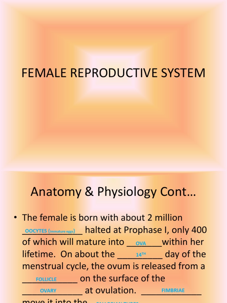 Female Reproductive System Revised Spring 12 | PDF | Menstrual Cycle ...