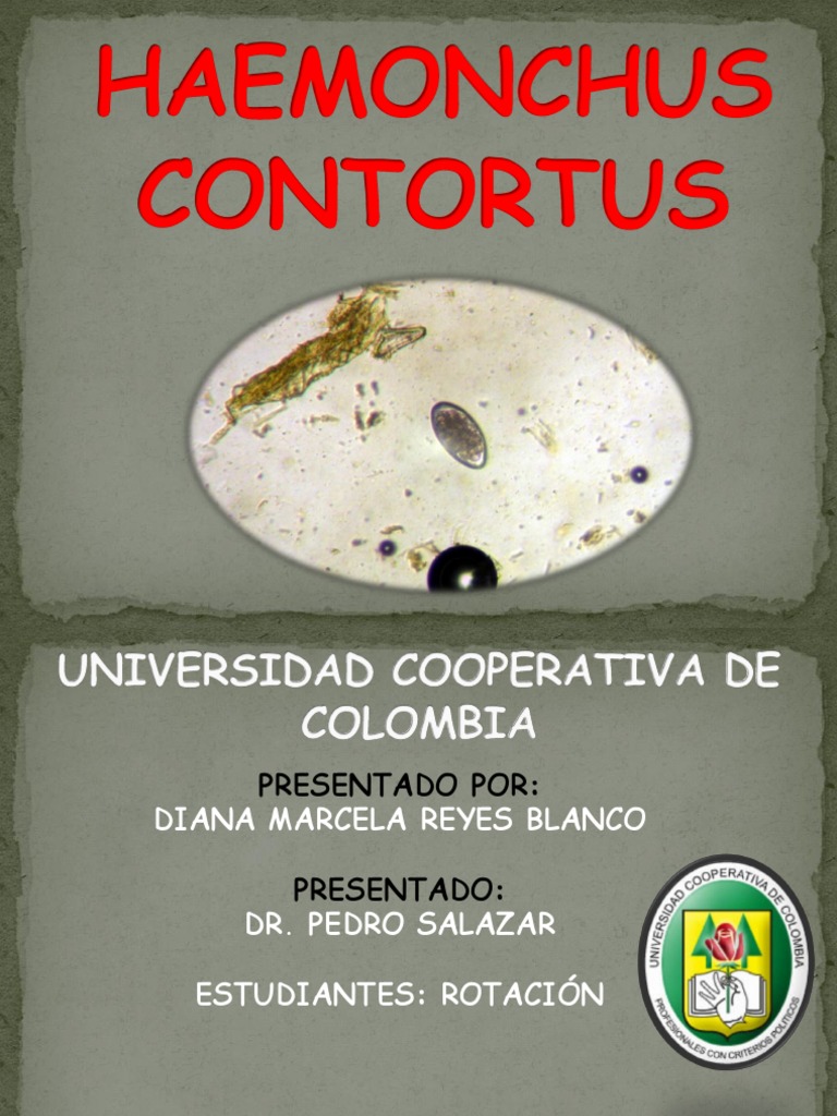 Haemonchus contortus: Guía Veterinaria | PDF | Oveja | Nematodo