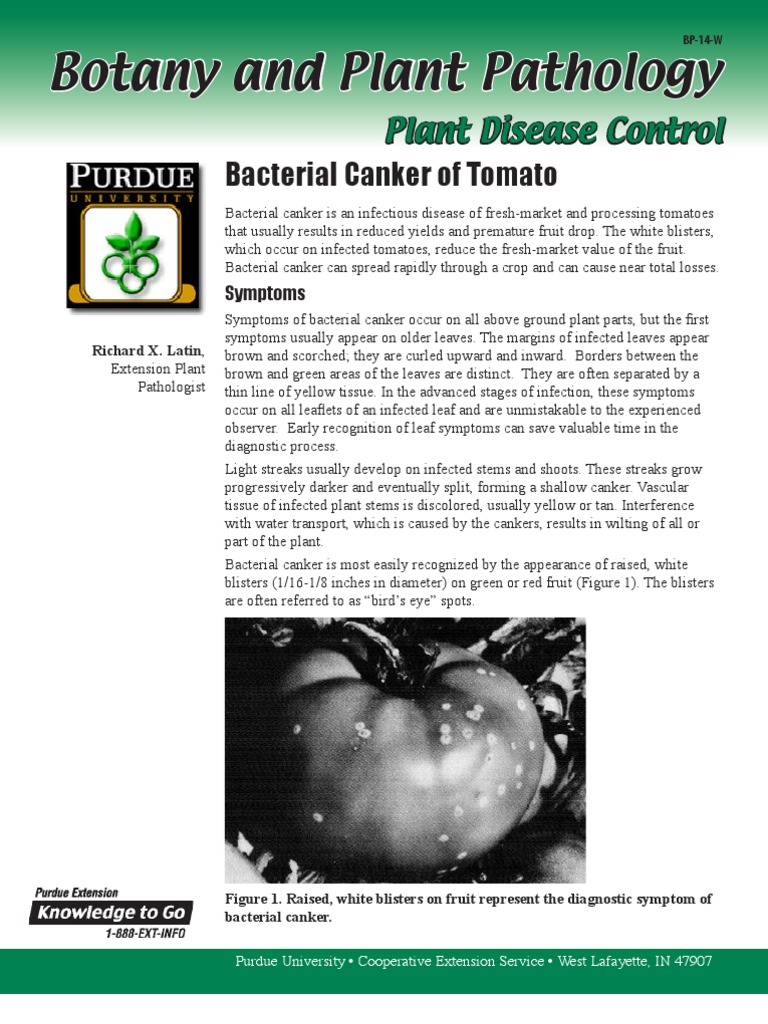 Bacterial Canker in Tomatoes: Symptoms & Control | PDF | Leaf | Infection