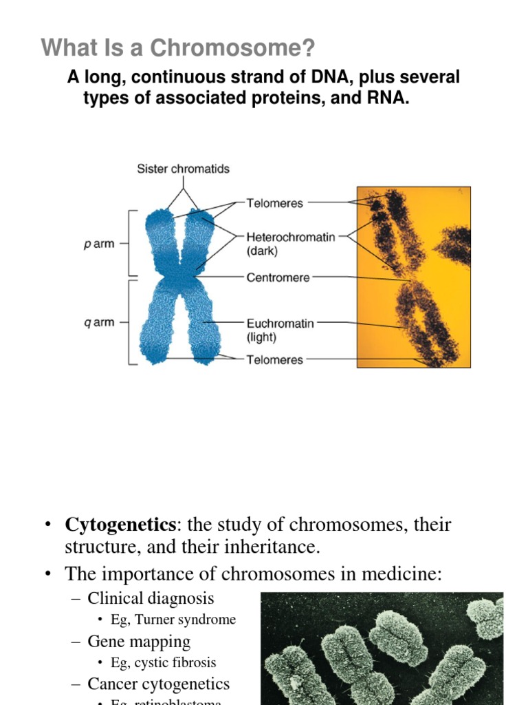 karyotyping.ppt | Cytogenetics | Fluorescence In Situ Hybridization