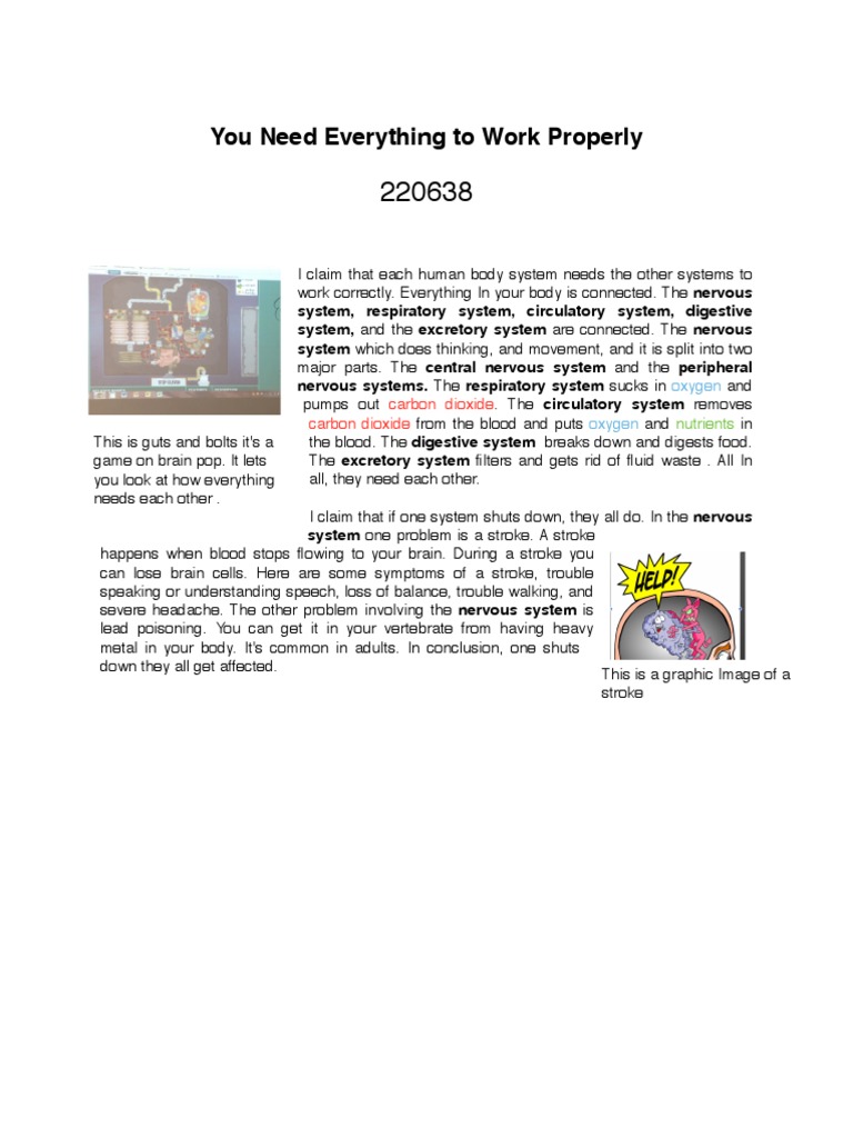 Interconnected Human Body Systems | PDF