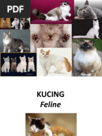 Anatomi Kucing | PDF