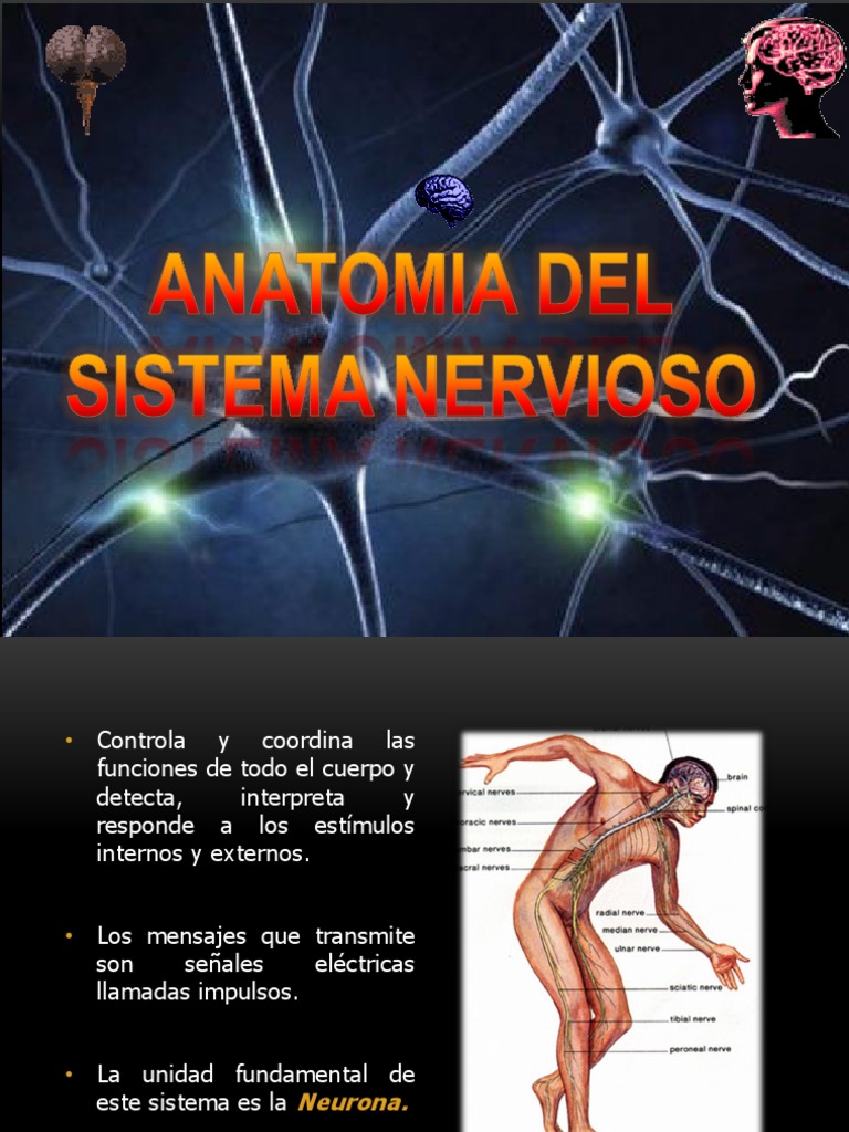 Anatomia Del Sistema Nervioso Final | PDF | Neurona | Sistema nervioso central