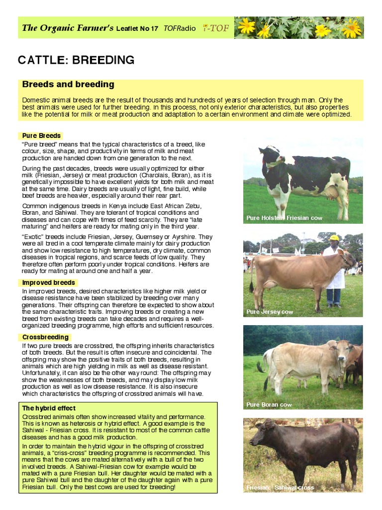 Cattle Breeding Download Free Pdf Dairy Cattle Cattle