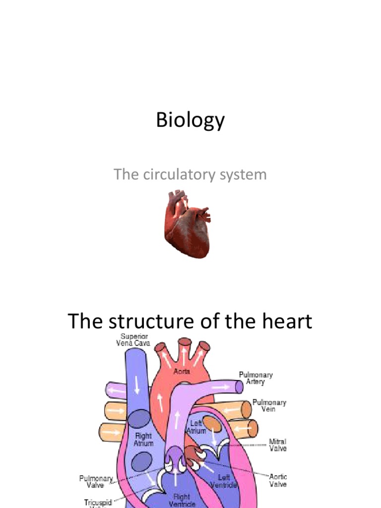 Biology Igcse Human Circulatory System Pdf Heart Circulatory System