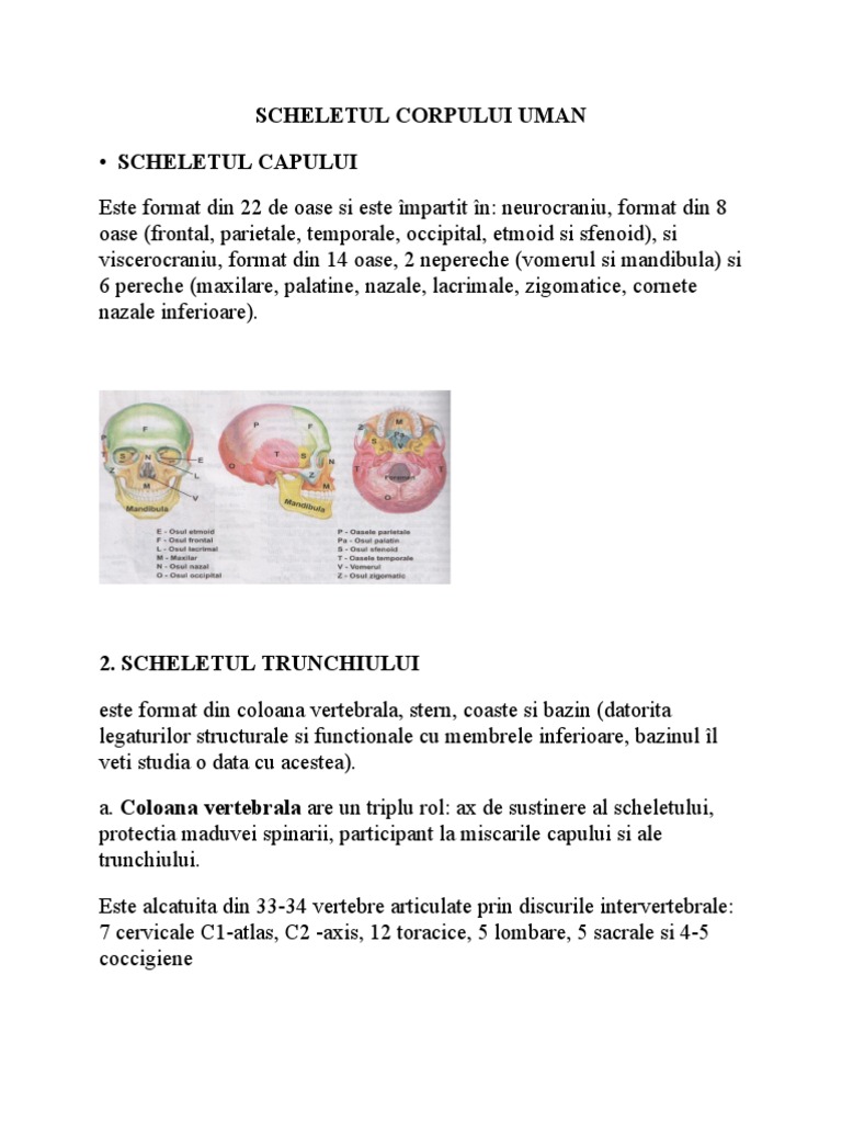 Scheletul Corpului Uman | PDF