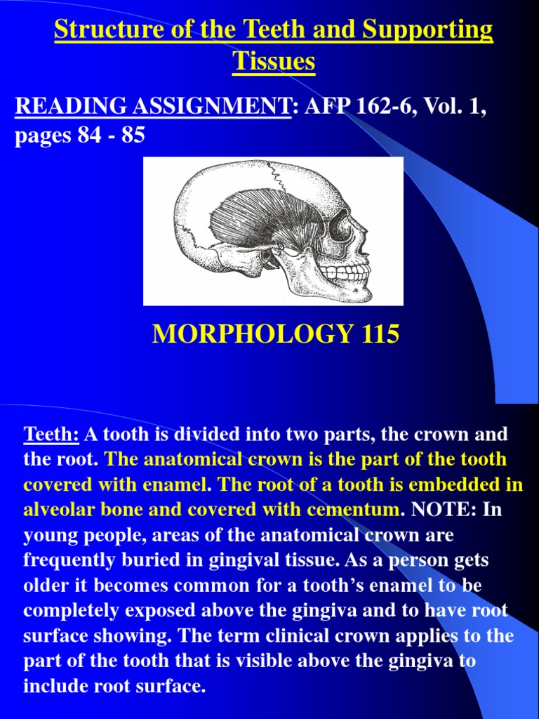 Teeth Structure and Supporting Tissues | PDF | Human Tooth | Primate ...