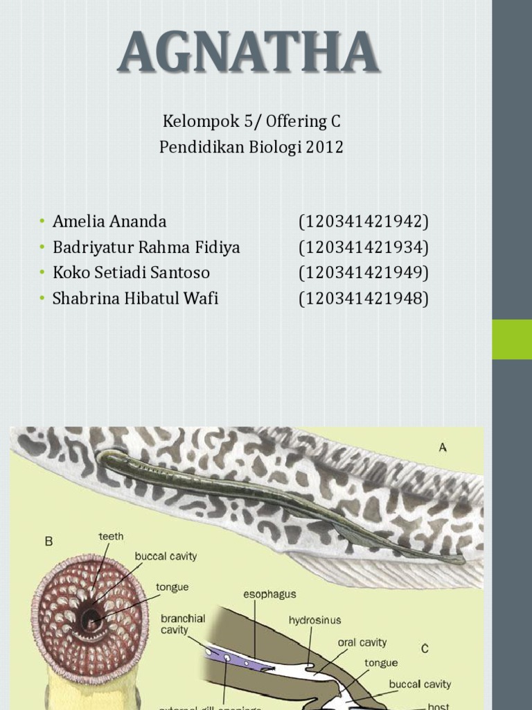 Presentasi Agnatha Fix | PDF