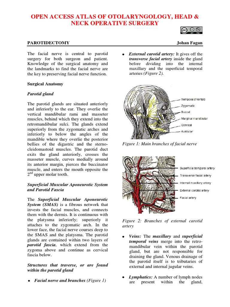 Parotidectomy | Common Carotid Artery | Human Head And Neck