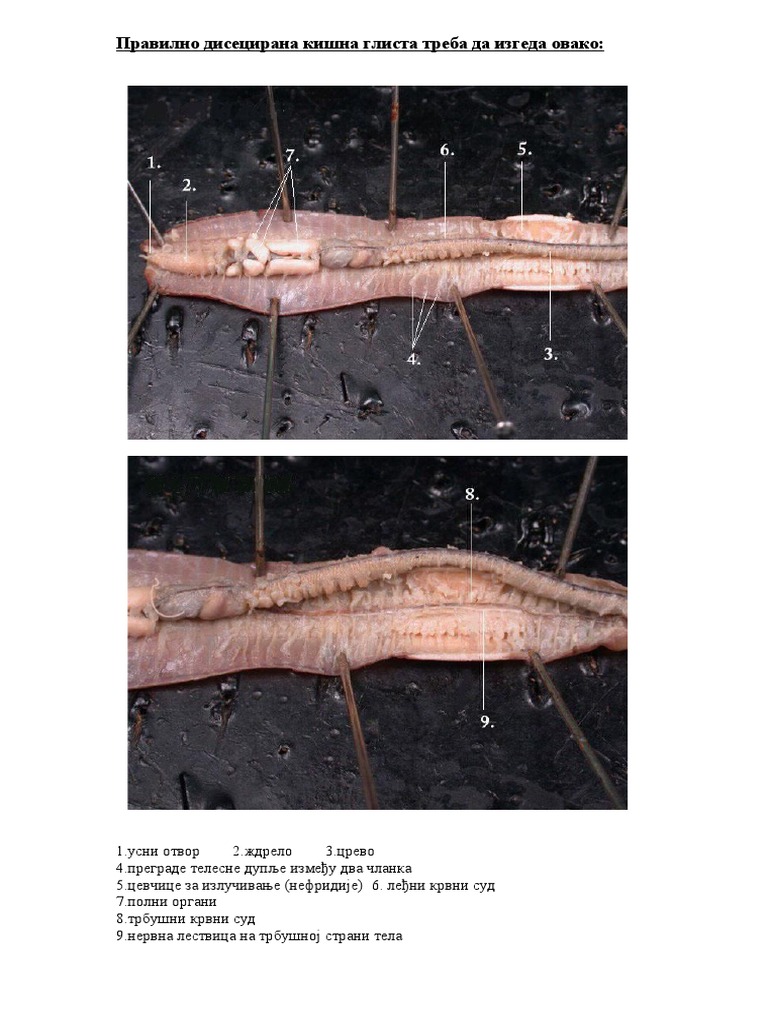 Disekcija Kišne Gliste | PDF