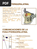 Region Cigomatica | PDF | Anatomia animal | Sistema esquelético