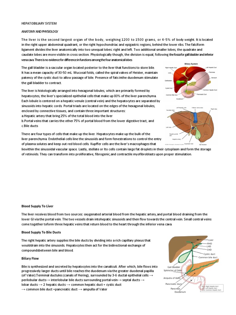Hepatobiliary System | Liver | Anatomy