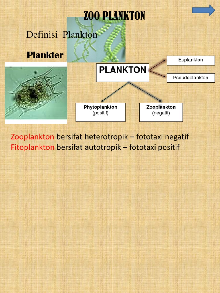 Plankton | PDF