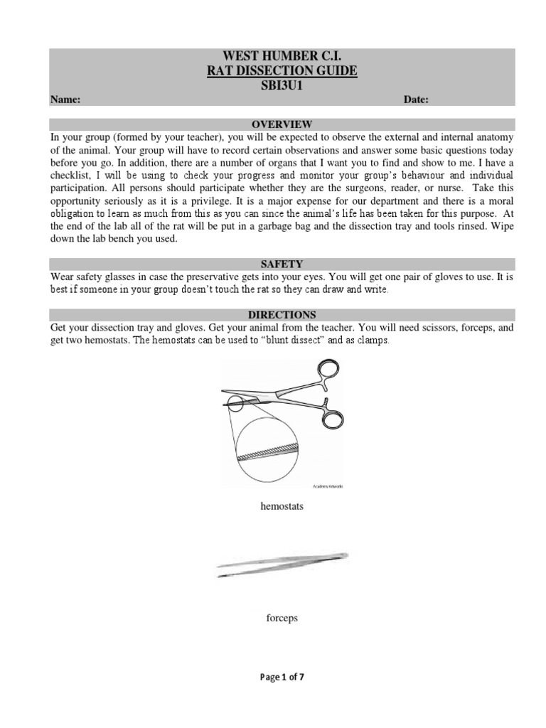 Rat Dissection Lesson 2 | PDF | Gastrointestinal Tract | Large Intestine