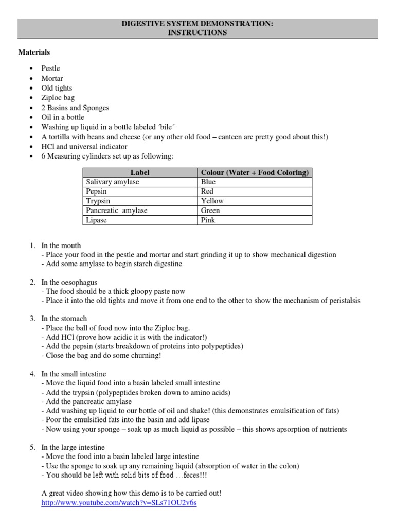 Digestive System Demo for Students | PDF