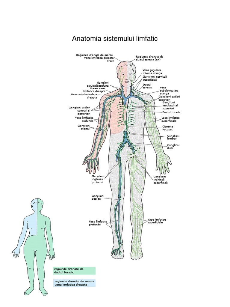 Drenaj Limfatic Protocoale | PDF