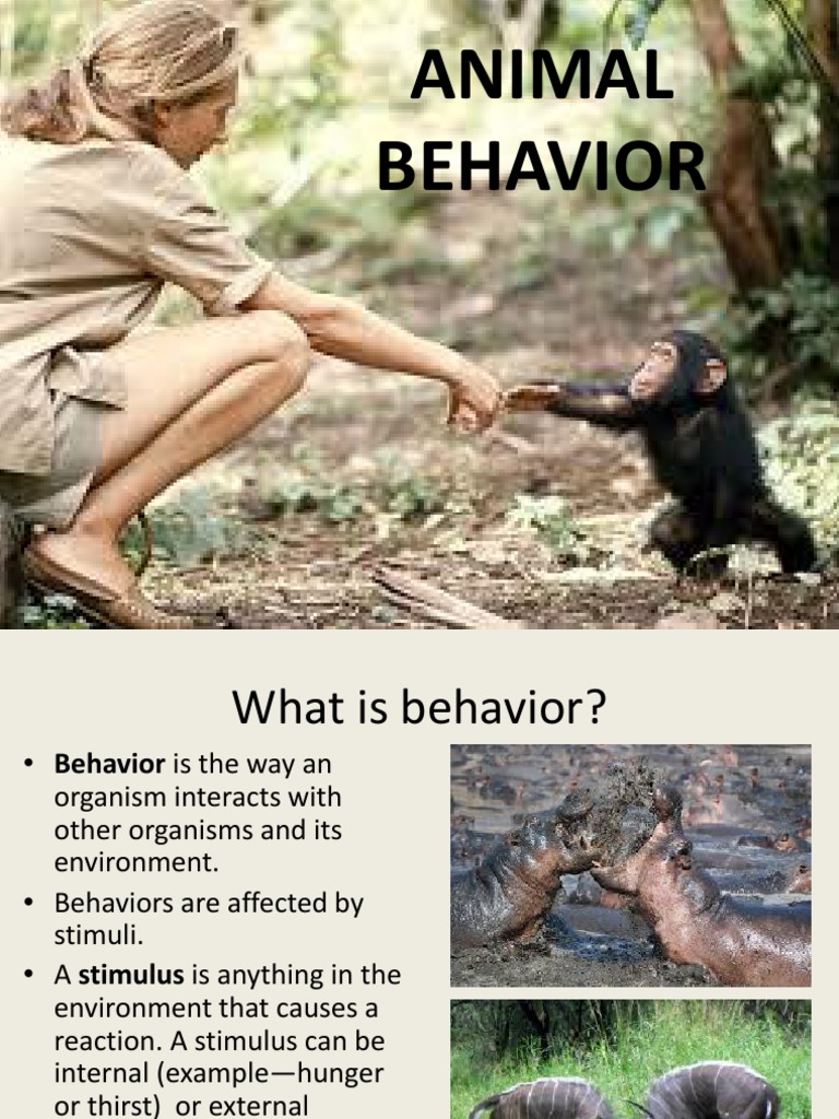 Animal Behavior | PDF | Instinct | Ethology