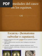 Anatomía de la pata del caballo | PDF | Mano | Sistema musculoesquelético