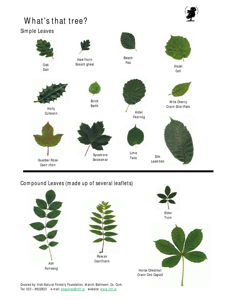 Tree Identification Guide | PDF | Leaf | Trees