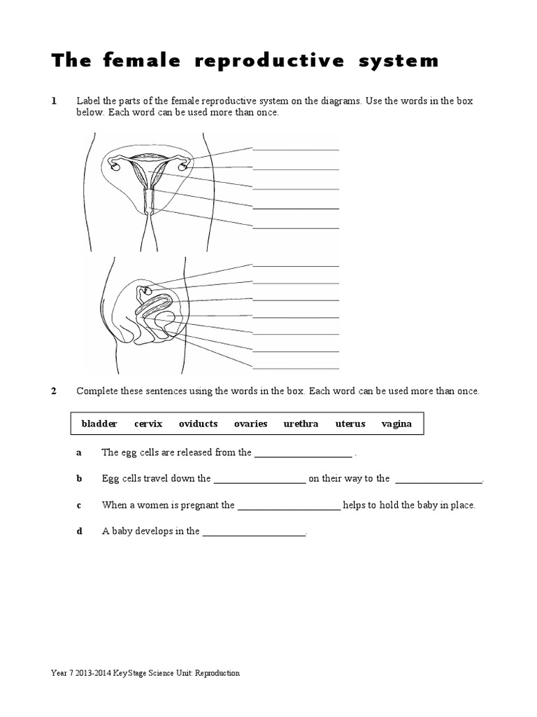 Female Reproductive System Diagram Activity | PDF | Wellness