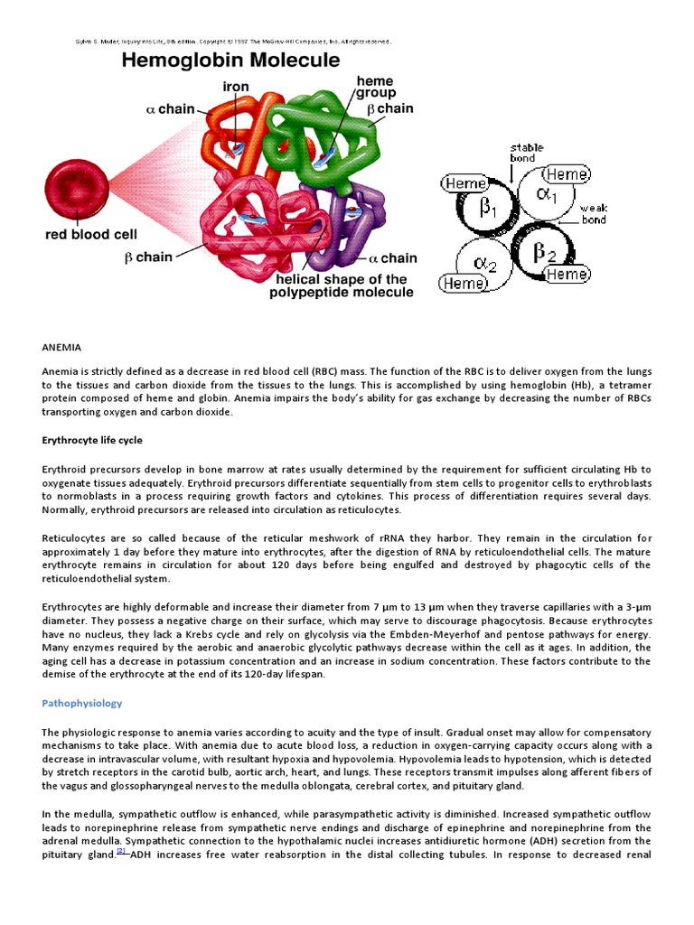 Erythrocyte Life Cycle: Pathophysiology | PDF | Anemia | Angiotensin