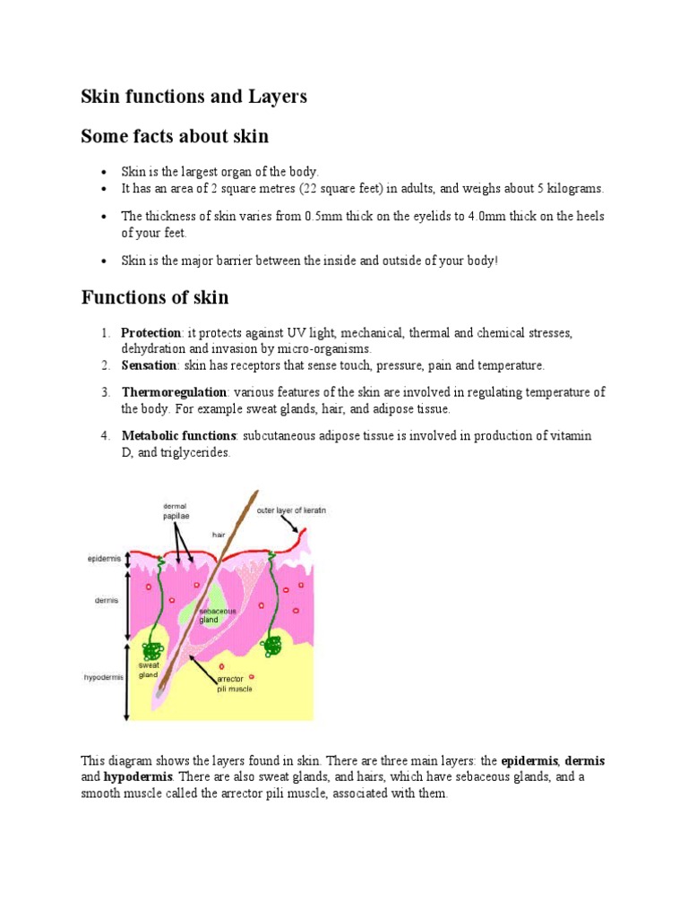 Skin Functions and Layers | PDF | Skin | Epidermis