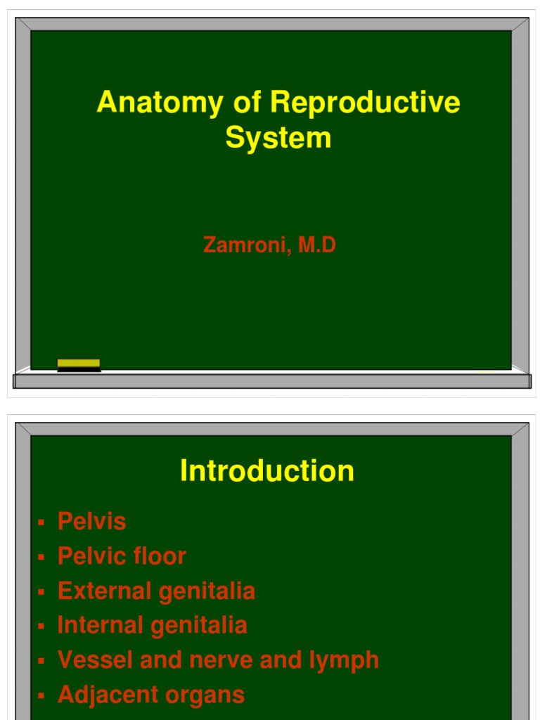 Anatomy of Reproductive System: Zamroni, M.D | PDF | Pelvis | Vagina