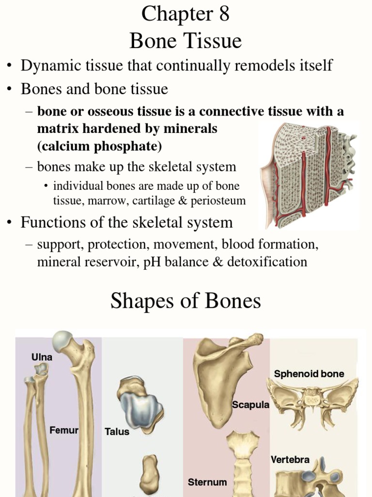 8 Bone Tissue | PDF | Bone | Osteoblast