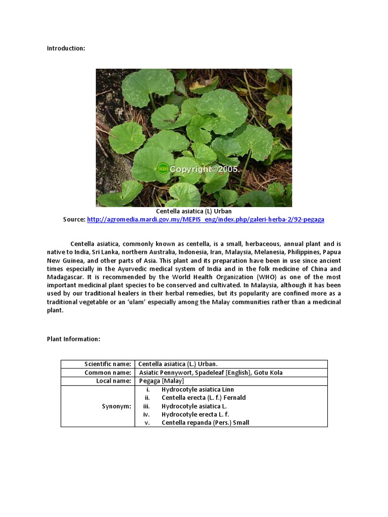 Centella Asiatica | PDF | Plants | Botany