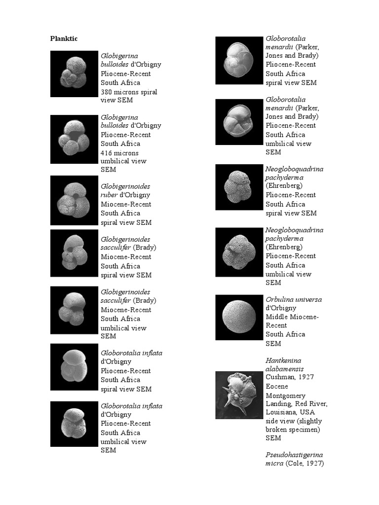 Foraminifera