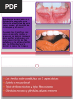 Clasificación y tratamiento de frenillos labiales | PDF | Cirugía | Músculo