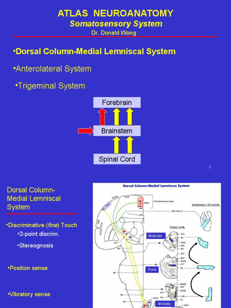 Neuroanatomy Atlas Overview | PDF | Business | Science