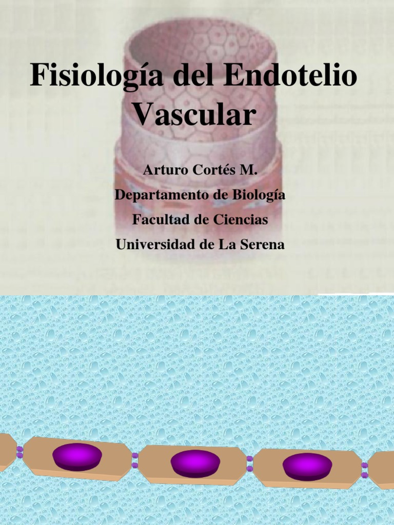 7) Endotelio Vascular (AC) | PDF | Endotelio | Macromoléculas