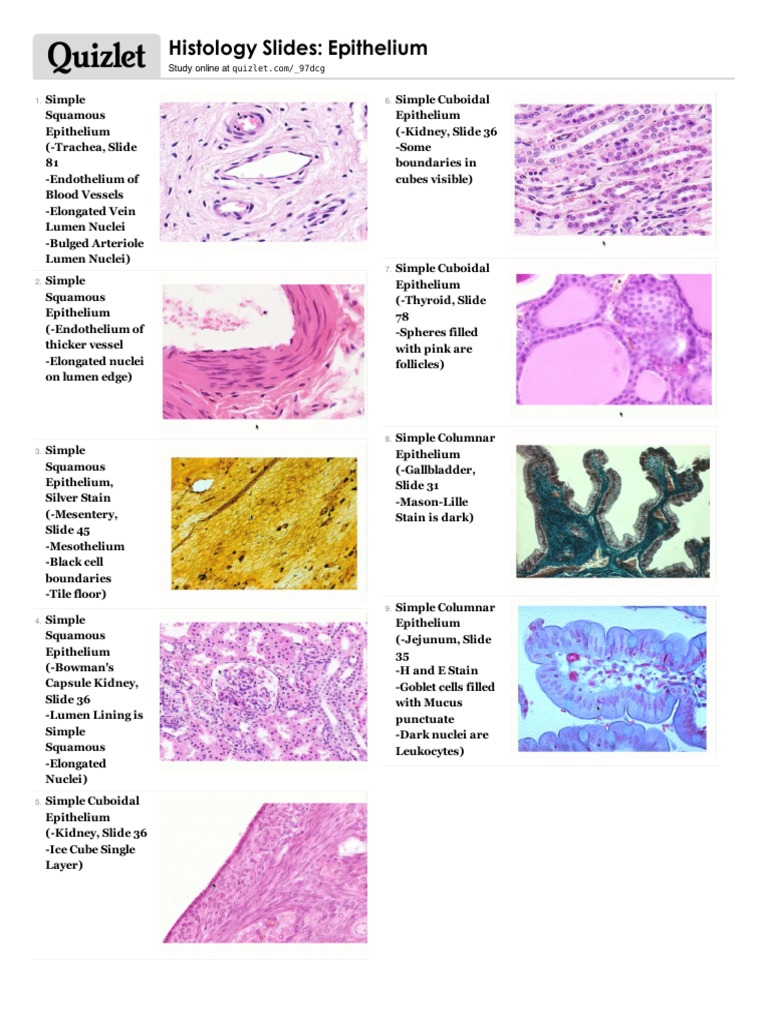 Histology Slides Epithelium | PDF | Epithelium | Cell Nucleus