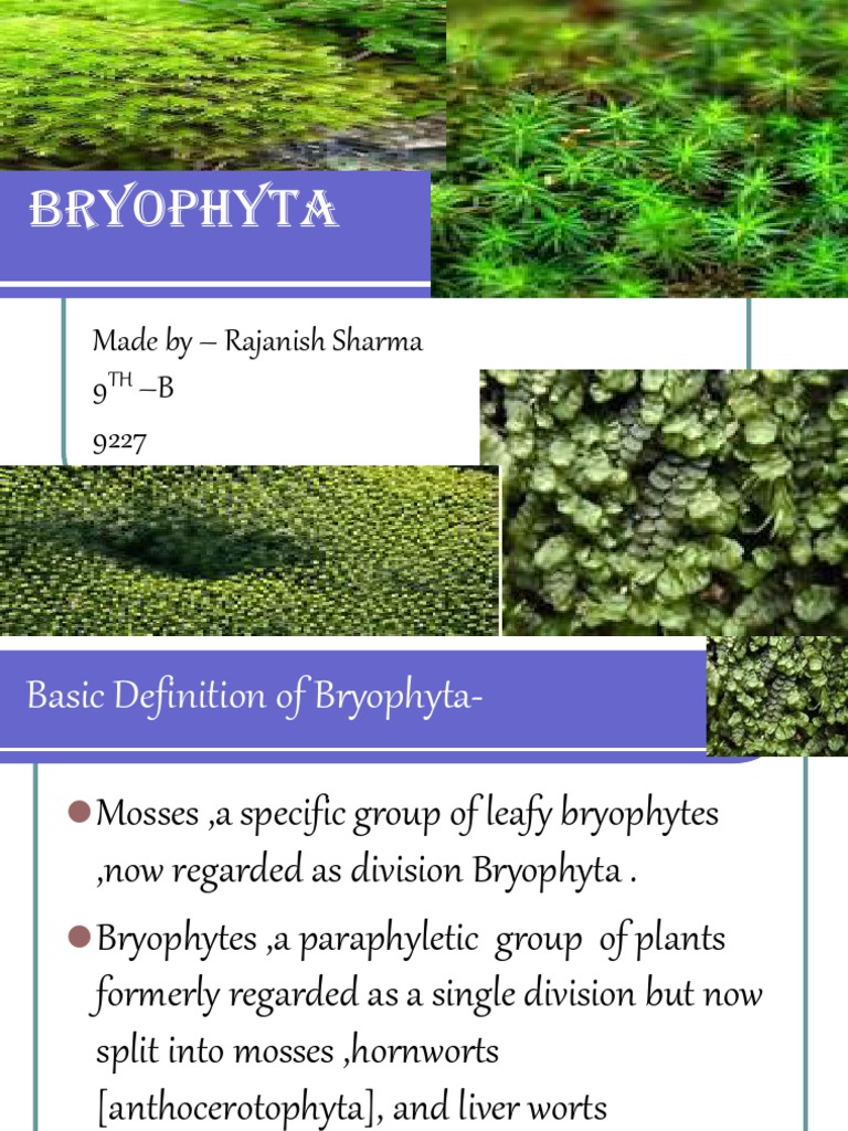 Phylum Bryophyta Mosses