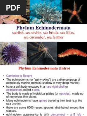 Echinodermata Classes
