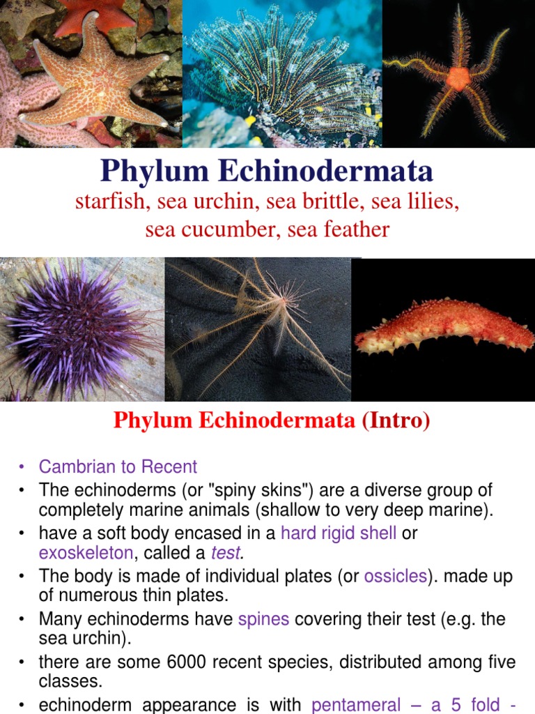 Phylum Echinodermata Sea Urchin
