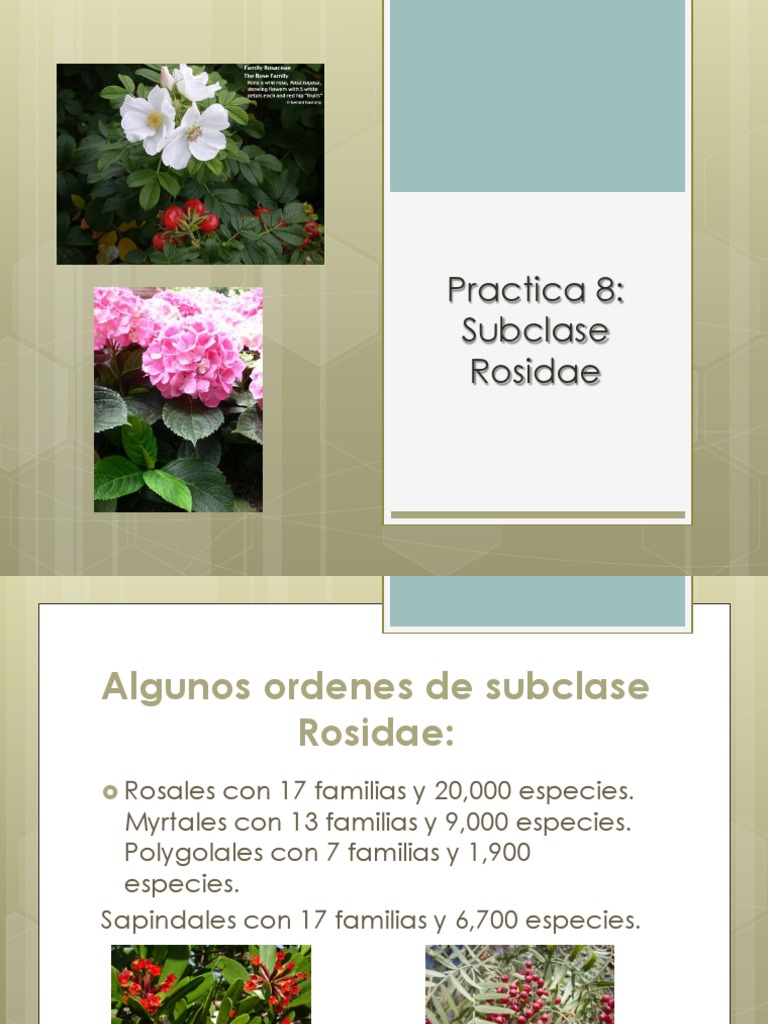 Subclase Rosidae | PDF