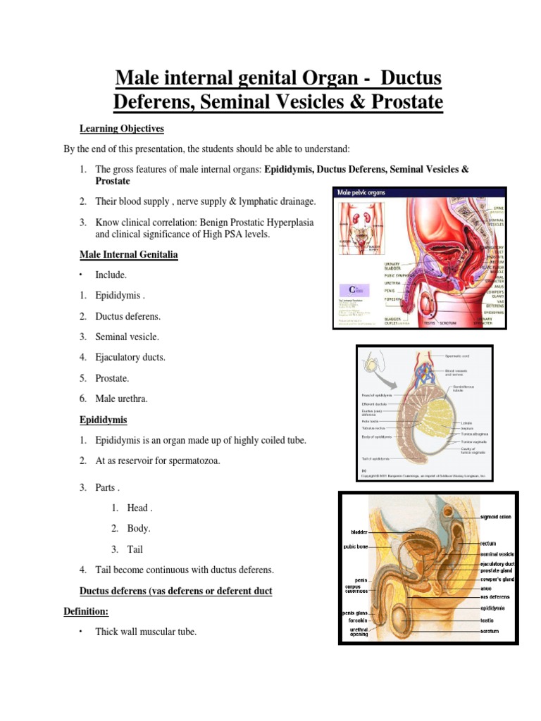 Male Internal Genital Organ | PDF | Prostate | Urinary Bladder
