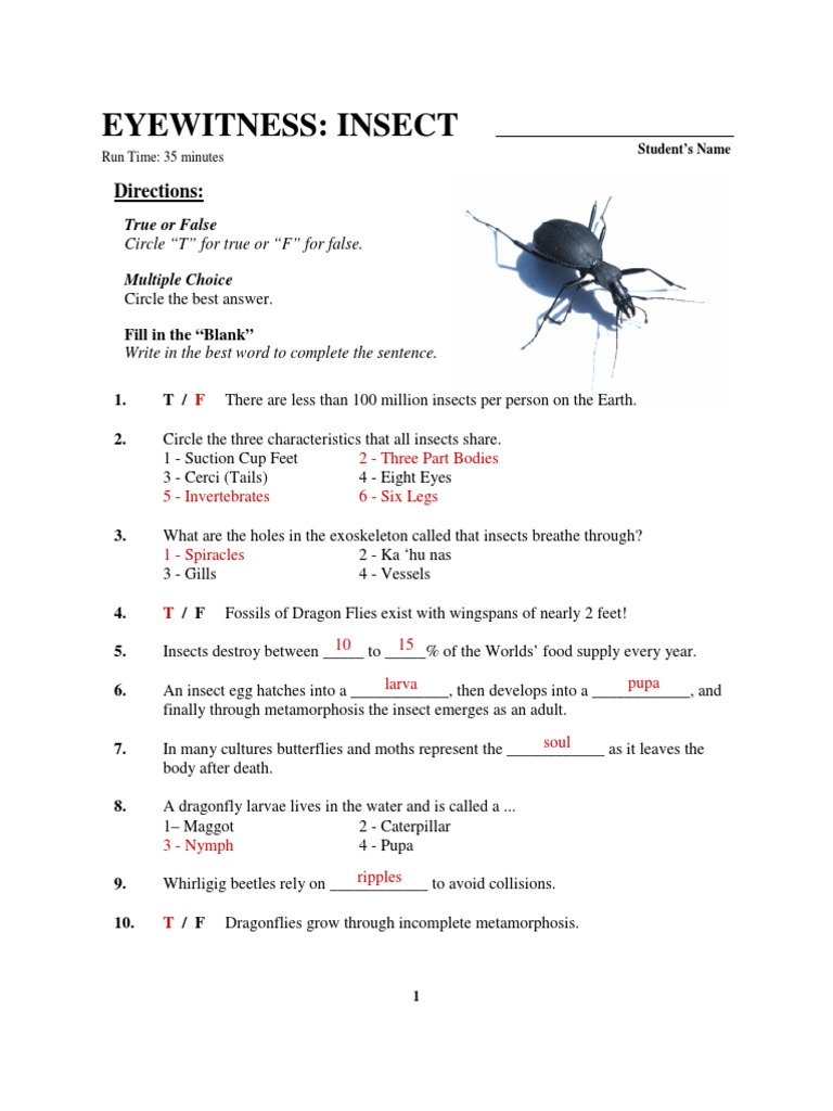 Eyewitness Insect Worksheet Key | PDF | Beetle | Insects