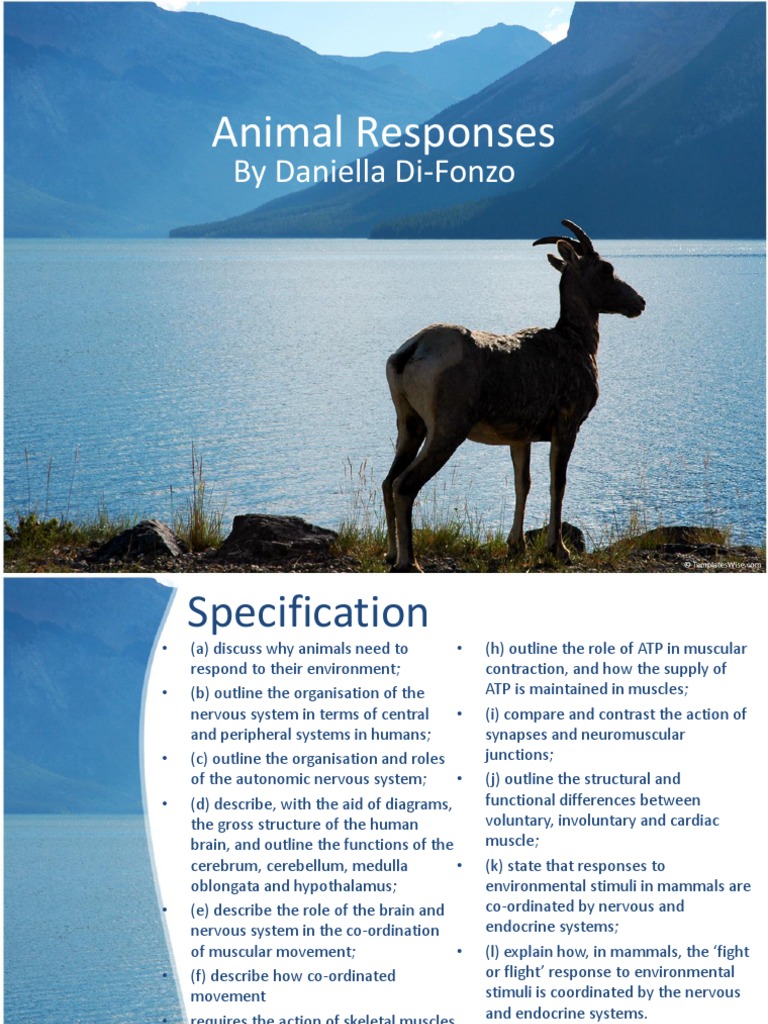 Responses in Animals-OCR Biology A2 | Download Free PDF | Autonomic ...