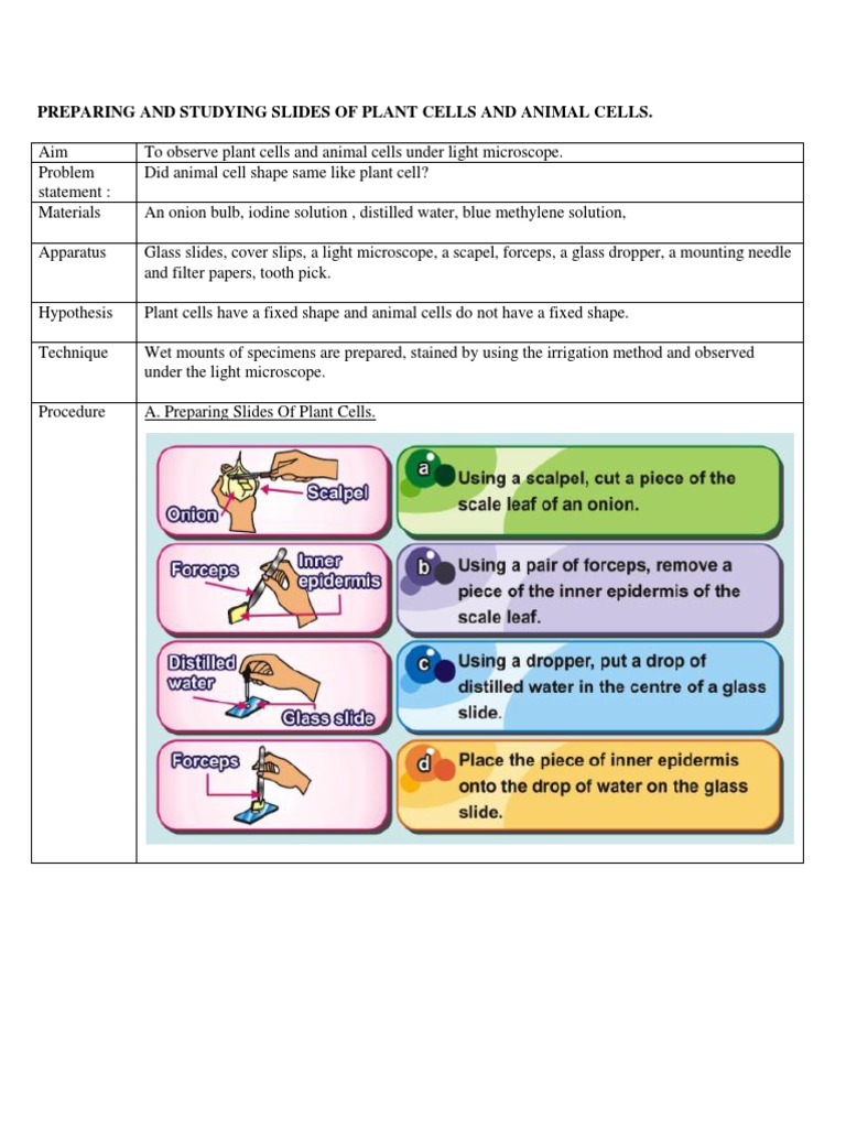Plant and Animal Cell Slide Preparation | PDF