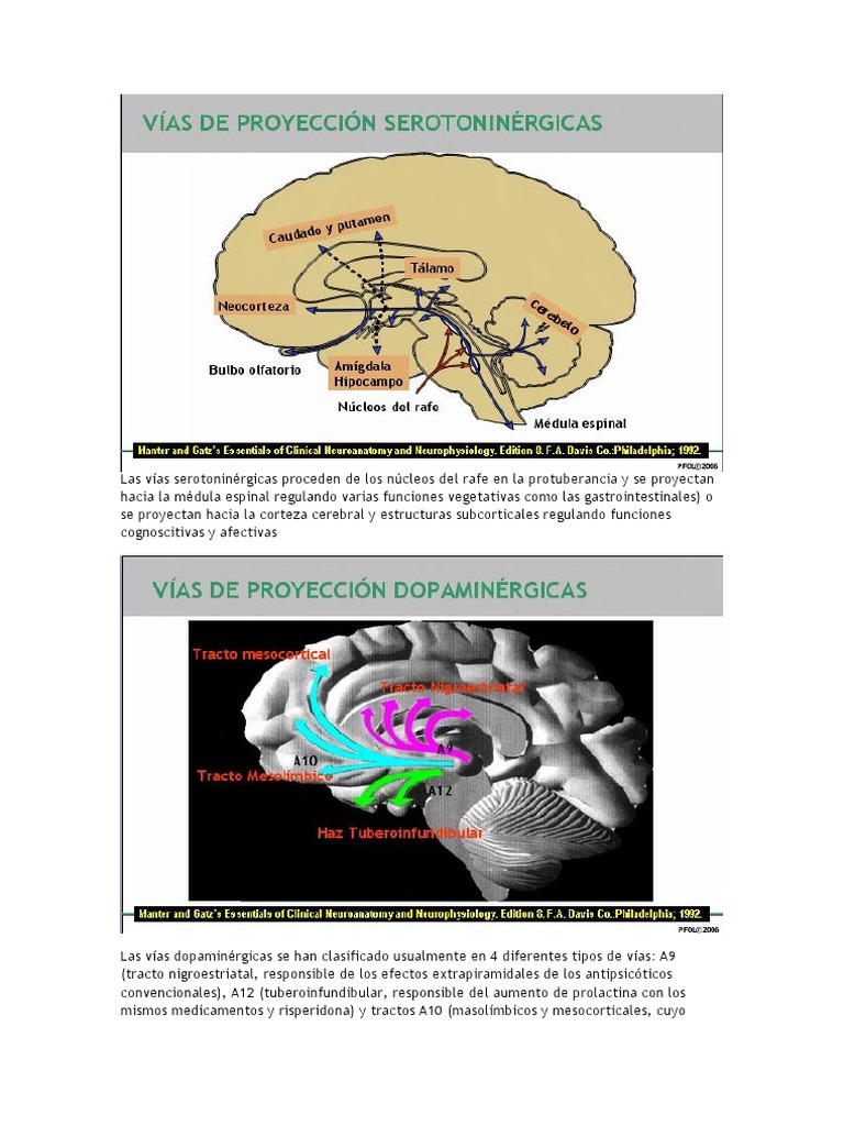 Las Vías Serotoninérgicas Proceden de Los Núcleos Del Rafe en La ...