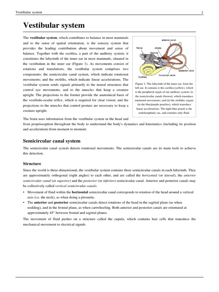 Vestibular System | PDF