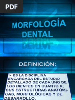 Oclusion Fosa Cuspide | PDF | Anatomia dental | Diente