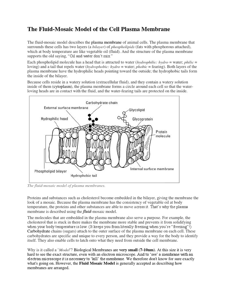 Fluid Mosaic Model of Plasma Membrane | PDF