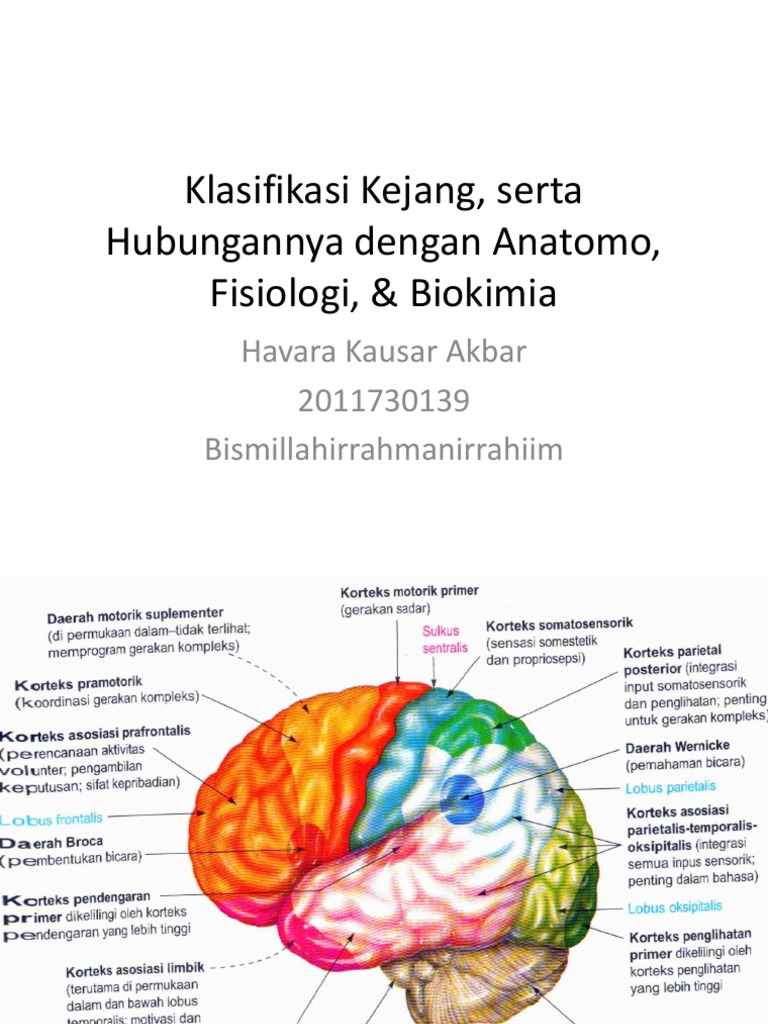 Klasifikasi Kejang dan Anatomi Fisiologi | PDF